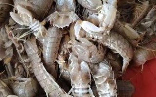 爬虾多少钱一斤_爬虾价格最新行情