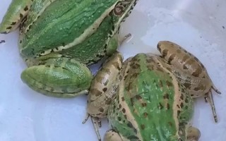 青蛙养殖有市场前景吗_青蛙养殖赚钱吗