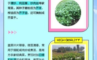 盖菜是什么菜_盖菜和芥菜的区别