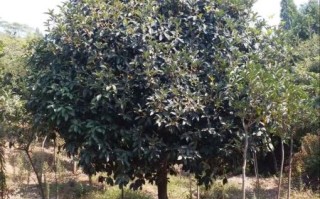 桂花树价格是多少_桂花树多少钱一棵