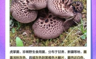 虎掌菌多少钱一斤_虎掌菌价格为什么差距大