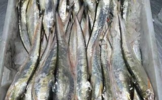 海刀鱼怎么做好吃_家常海刀鱼做法大全