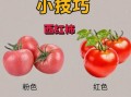 常见蔬菜图片识别技巧_如何挑选新鲜蔬菜