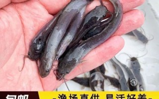 塘鲺鱼苗多少钱一斤_塘鲺鱼苗价格行情