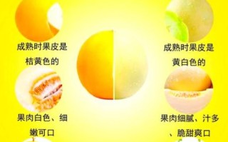 伊丽莎白瓜多少钱一斤_伊丽莎白瓜价格行情