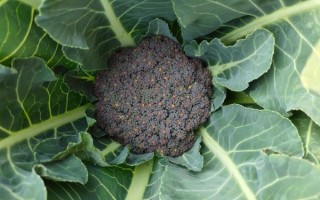 花椰菜的英文怎么读_cauliflower发音技巧