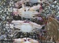 梭子蟹什么季节上市_梭子蟹几月份最肥