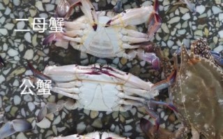 梭子蟹什么季节上市_梭子蟹几月份最肥