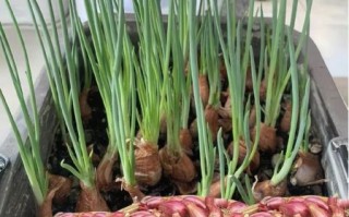 小香葱怎么种_小香葱种植时间和方法