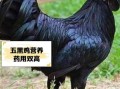 五黑鸡养殖的缺点有哪些_五黑鸡养殖风险大吗