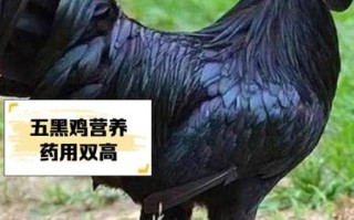 五黑鸡养殖的缺点有哪些_五黑鸡养殖风险大吗