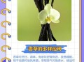 香草app下载安全吗_香草app怎么下载最新版