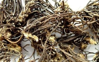 威灵仙软化鱼刺要多久_威灵仙怎么用