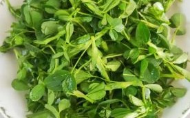 苜蓿菜长什么样_苜蓿菜怎么吃最好
