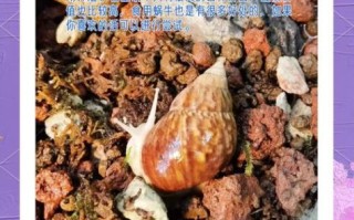 蜗牛吃什么东西_家养蜗牛饲料推荐