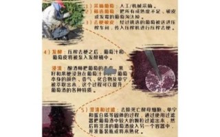 自酿葡萄酒方法窍门_自酿葡萄酒常见问题