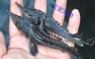 鱼缸养鲟鱼好养吗_鲟鱼鱼缸饲养技巧