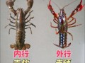 龙虾怎么挑选_龙虾怎么做好吃