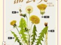 蒲公英茶可以天天喝吗_蒲公英茶的功效与作用