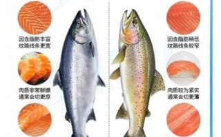 红鳟鱼和三文鱼的区别_红鳟鱼能不能生吃