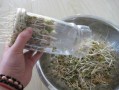 绿豆芽怎么发_绿豆芽发芽全过程视频教程