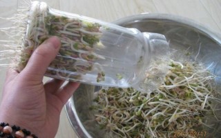 绿豆芽怎么发_绿豆芽发芽全过程视频教程