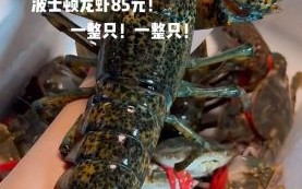 波士顿龙虾多少钱一斤2020_2020年波士顿龙虾价格走势