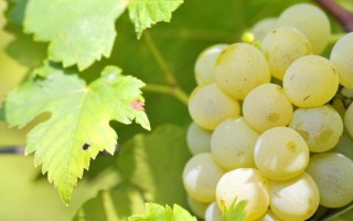 吃什么水果降尿酸最快_痛风患者必看