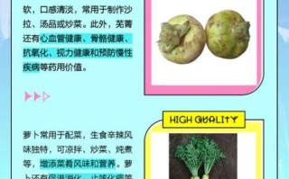 芜菁是什么蔬菜_芜菁和萝卜的区别