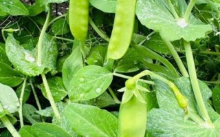 雪豆百科是什么_雪豆百科怎么用