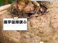 魔芋图片功效与作用_魔芋能减肥吗