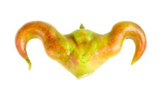 菱角的寓意和象征_菱角代表什么