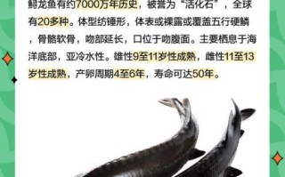 吃中华鲟鱼的好处_中华鲟鱼营养价值高吗