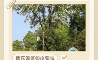 洋槐花怎么保存_洋槐花冷冻还是晒干好