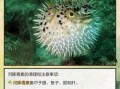 河豚怎么处理才没毒_河豚去毒步骤详解