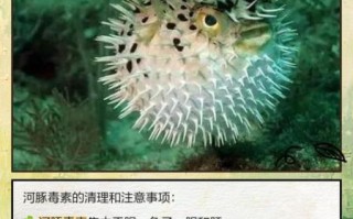 河豚怎么处理才没毒_河豚去毒步骤详解