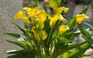 马蹄莲图片高清_马蹄莲有毒吗