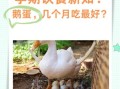 孕妇吃鹅蛋多久吃一个_孕妇吃鹅蛋的最佳频率