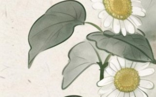菊花图片大全大图_如何挑选高清菊花壁纸