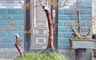 乌饭树老桩盆景怎么养_乌饭树老桩盆景价格是多少