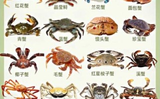 太子蟹和面包蟹的区别_哪个更好吃