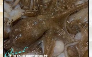 八爪鱼怎么清洗_八爪鱼清洗技巧