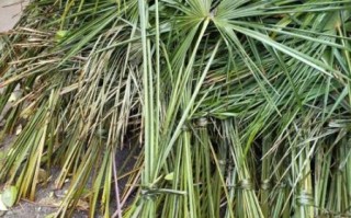 粽叶树图片_粽叶树长什么样