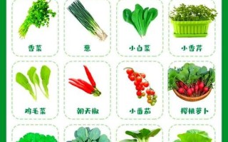 蔬菜怎么种_阳台种菜步骤 蔬菜怎么种_阳台种菜步骤