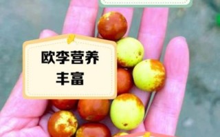 含钙量高的水果有哪些_怎么选