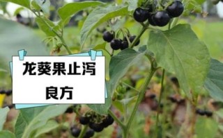 龙葵果的功效与作用_龙葵果的正确吃法 龙葵果的功效与作用_龙葵果的正确吃法