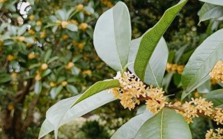 干桂花怎么吃_干桂花食用方法大全