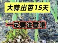 2022大蒜会扩种吗_2022大蒜种植面积预测