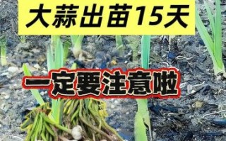 2022大蒜会扩种吗_2022大蒜种植面积预测