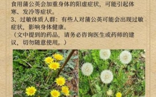 蒲公英治什么妇科病_蒲公英对妇科炎症有效吗